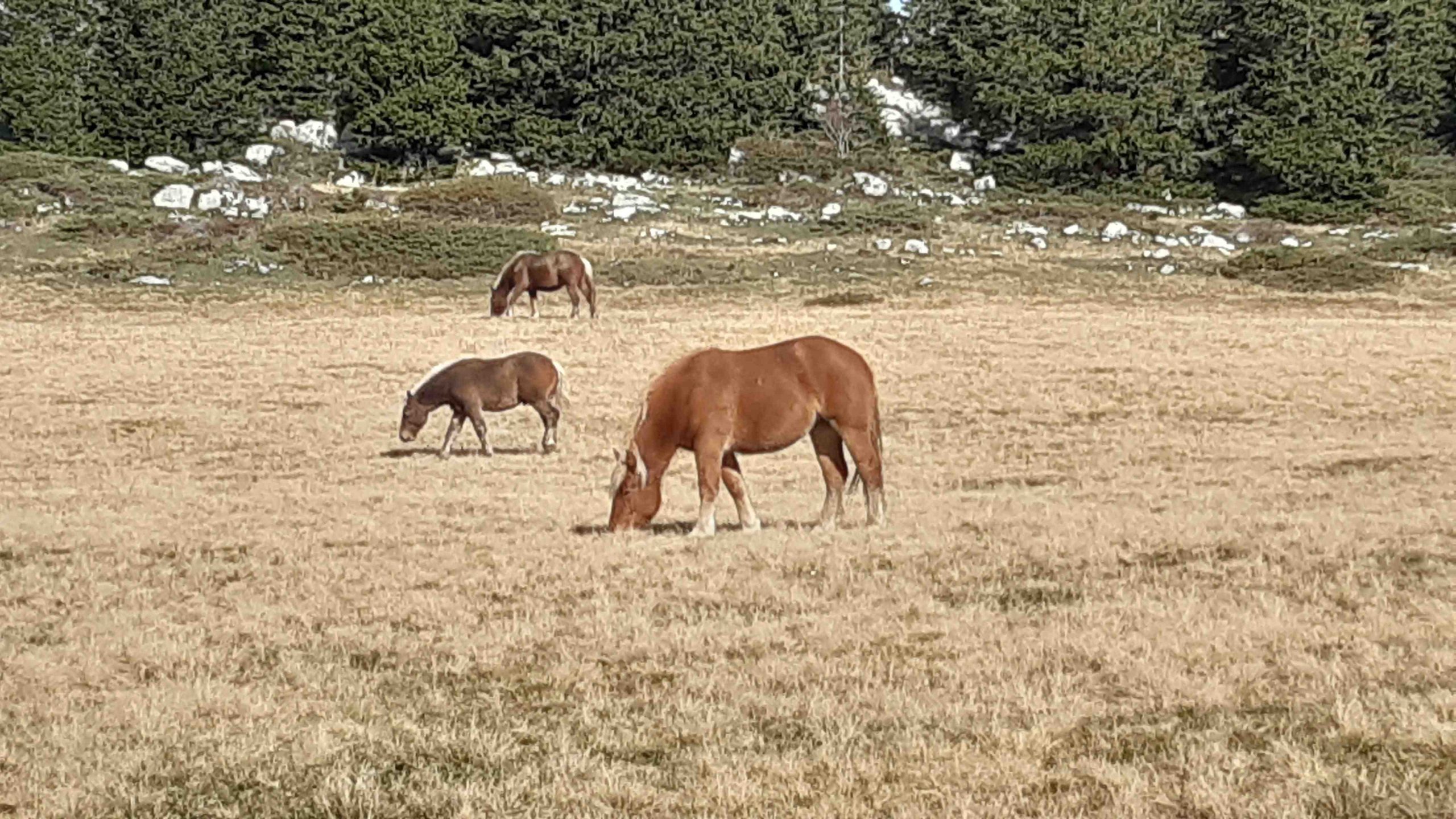 Le Cheval de Feug - Aslie